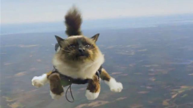 Skydiving Cats. Lots Of Cats. In Formation. | TEEM